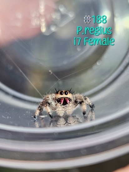 P.regius Jumping Spider by Spood Island,LLC