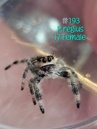 P.regius Jumping Spider by Spood Island,LLC