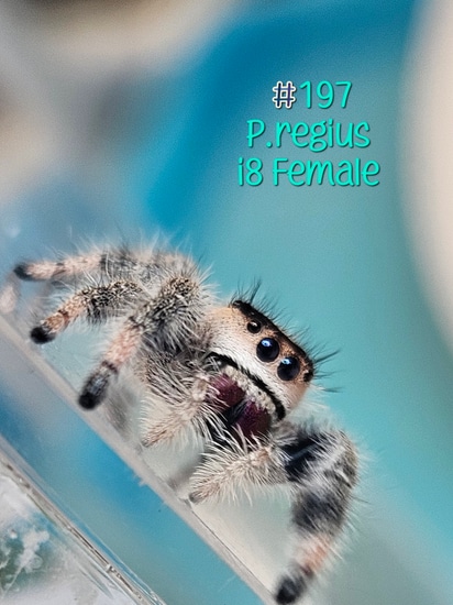 P.regius Jumping Spider by Spood Island,LLC