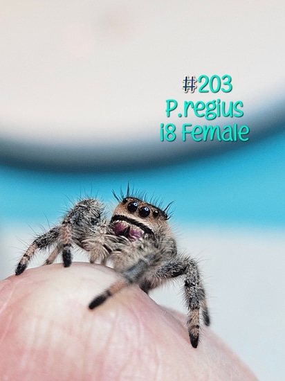 P.regius Jumping Spider by Spood Island,LLC