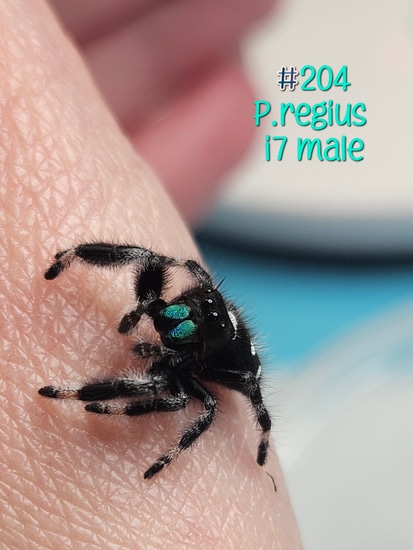 P.regius Jumping Spider by Spood Island,LLC