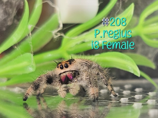 P.regius Jumping Spider by Spood Island,LLC