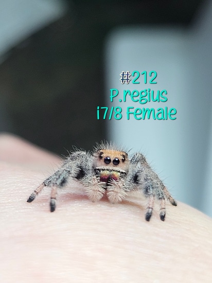 P.regius Jumping Spider by Spood Island,LLC