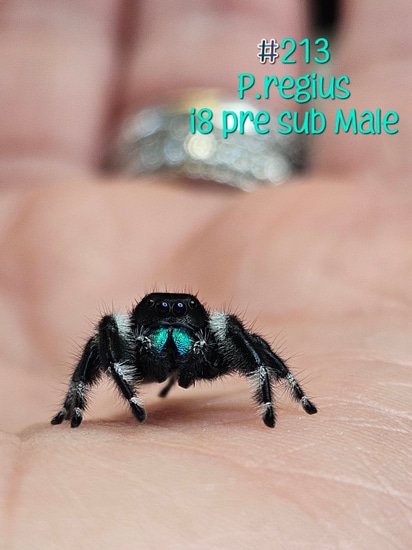 P.regius Jumping Spider by Spood Island,LLC
