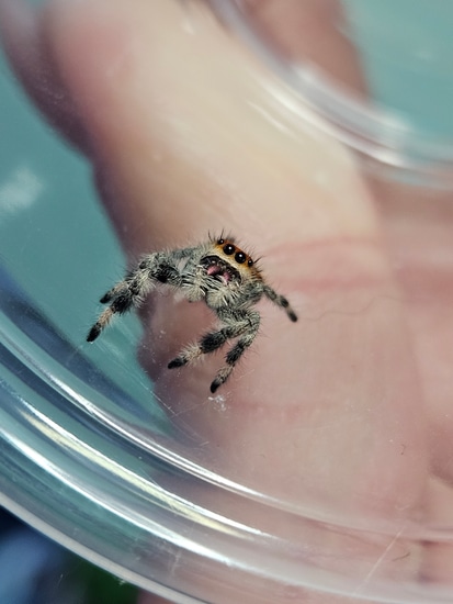 P.regius Jumping Spider by Spood Island,LLC