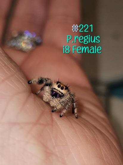 P.regius Jumping Spider by Spood Island,LLC