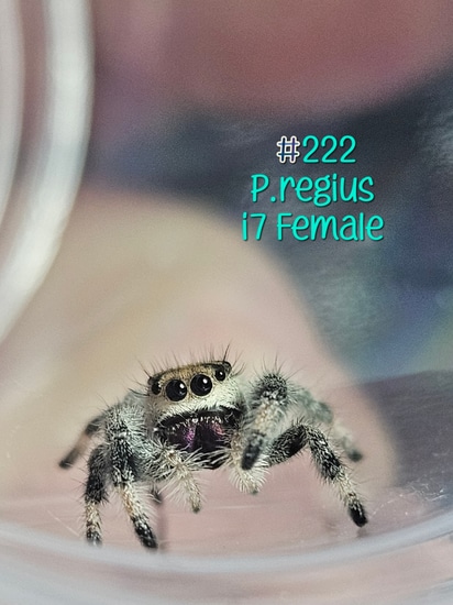P.regius Jumping Spider by Spood Island,LLC