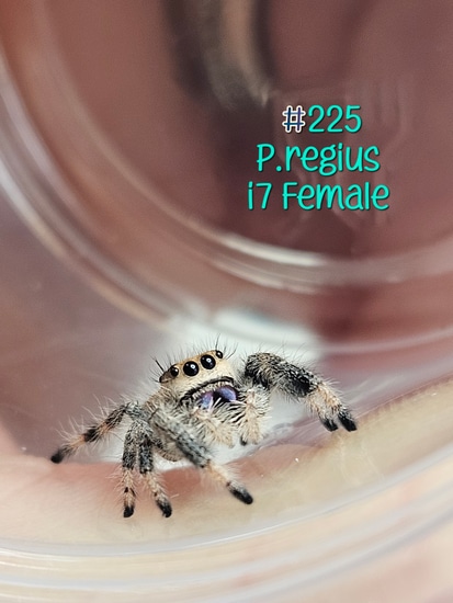 P.regius Jumping Spider by Spood Island,LLC