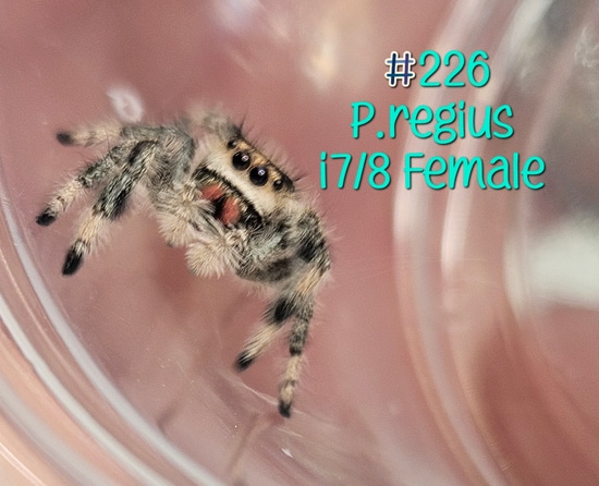 P.regius Jumping Spider by Spood Island,LLC