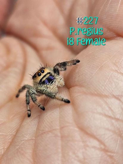 P.regius Jumping Spider by Spood Island,LLC