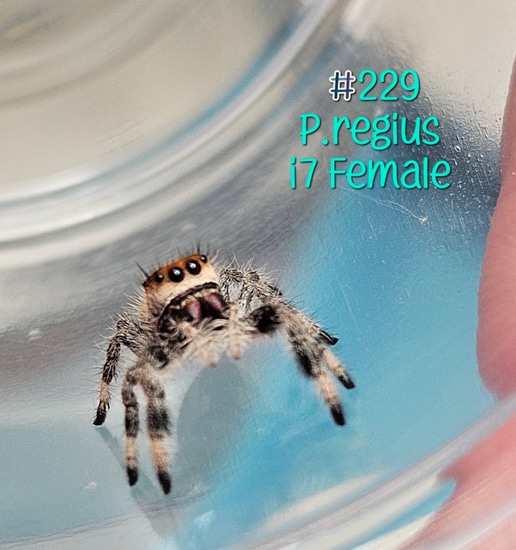 P.regius Jumping Spider by Spood Island,LLC