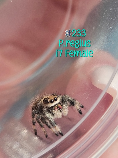 P.regius Jumping Spider by Spood Island,LLC