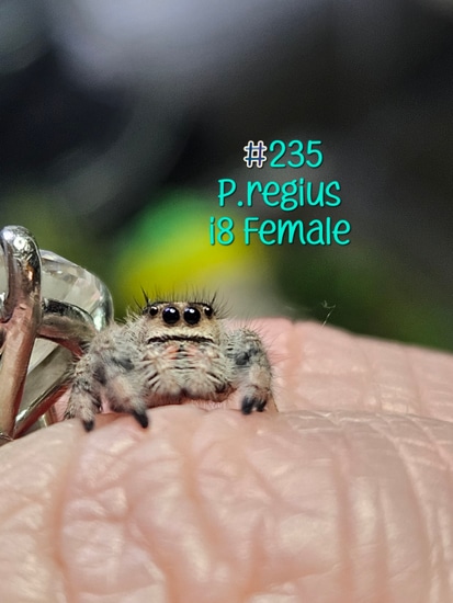 P.regius Jumping Spider by Spood Island,LLC