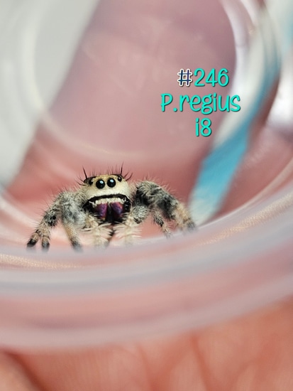P.regius Jumping Spider by Spood Island,LLC