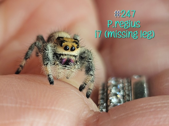 P.regius Jumping Spider by Spood Island,LLC
