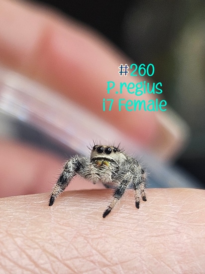 P.regius Jumping Spider by Spood Island,LLC
