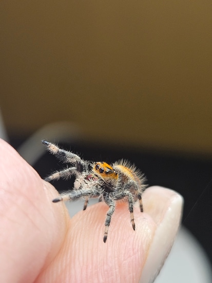 P.regius Jumping Spider by Spood Island,LLC