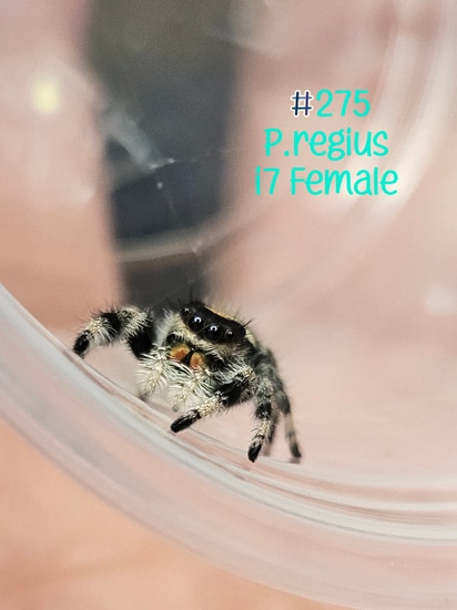 P.regius Jumping Spider by Spood Island,LLC