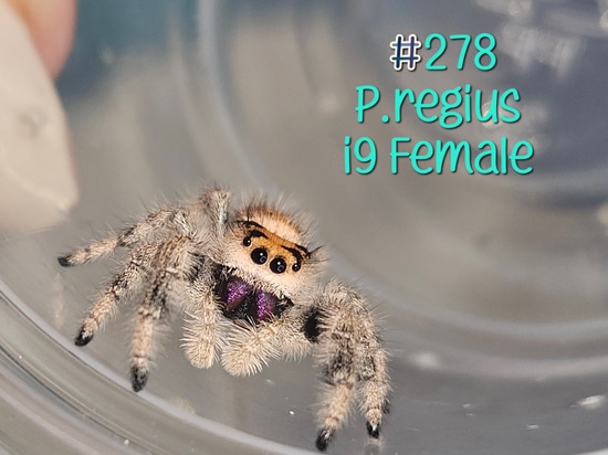 P.regius Jumping Spider by Spood Island,LLC