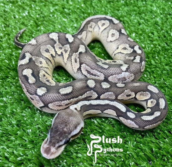 Cinnamon Pastel (Pewter) 100% Het Desert Ghost Ball Python by Plush Pythons