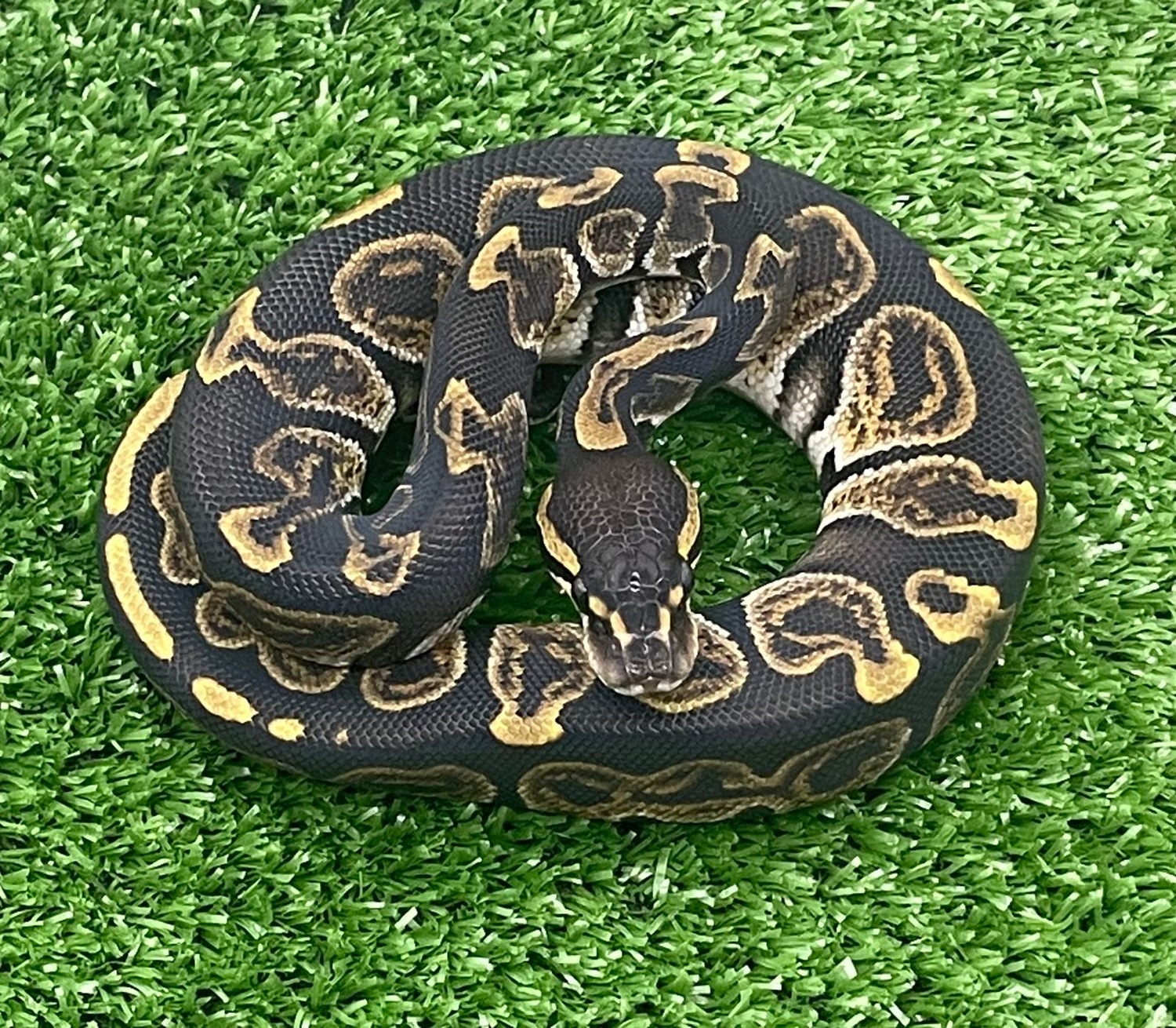 GHI 100% Het Lavender Albino Ball Python by Plush Pythons - MorphMarket