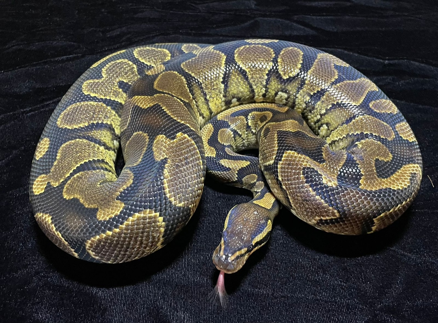 Gravel/Flare Ball Python by Plush Pythons - MorphMarket