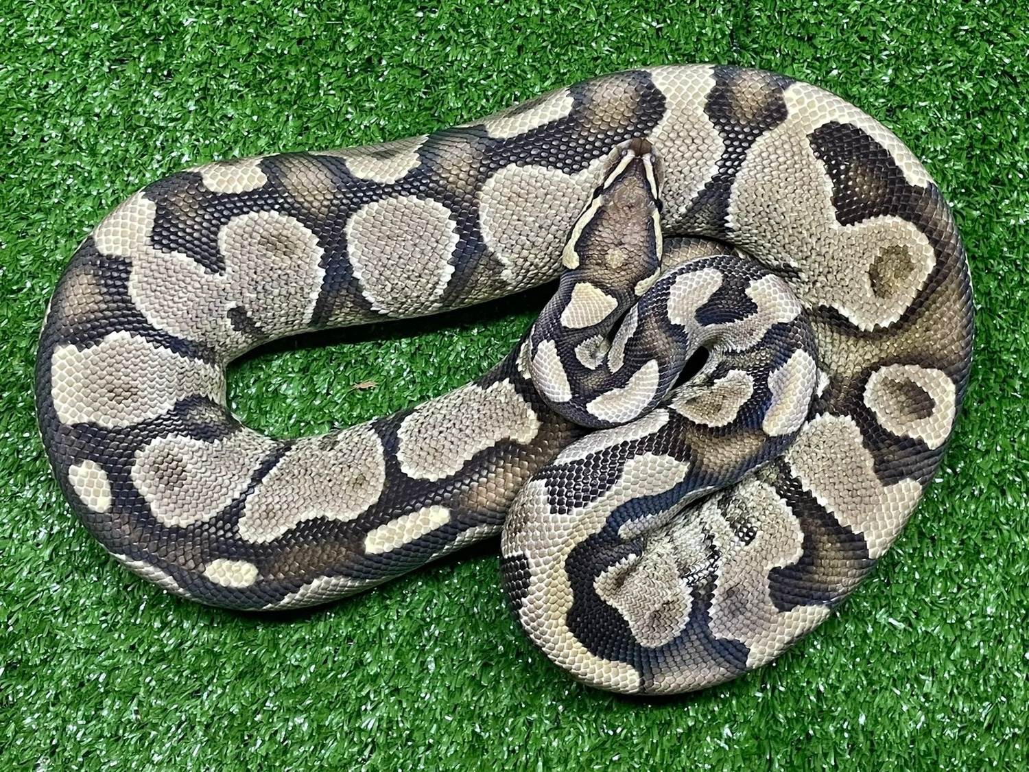 Fire Yellow Belly 100% Het Lavender Albino Ball Python by Plush Pythons ...