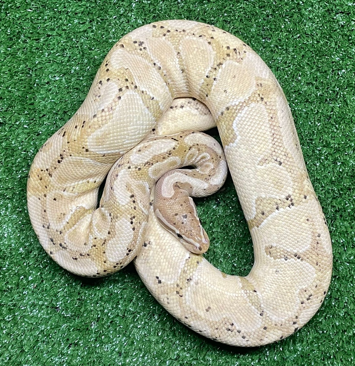 Banana 100% Het Pied Proven Breeder Male Ball Python by Plush Pythons ...