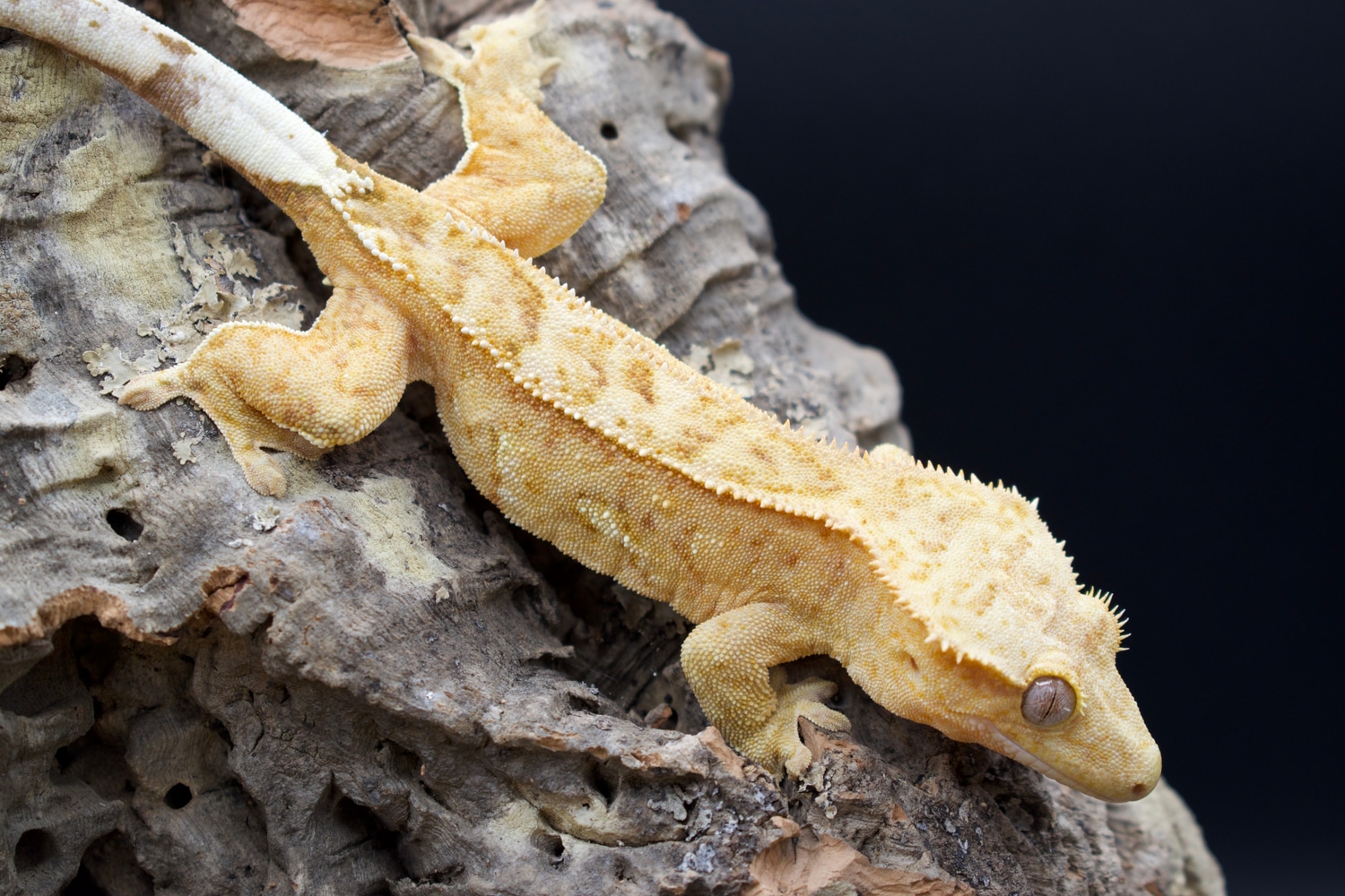 Yellow Phantom (RTB) Crested Gecko by Chondros & Cresties - MorphMarket