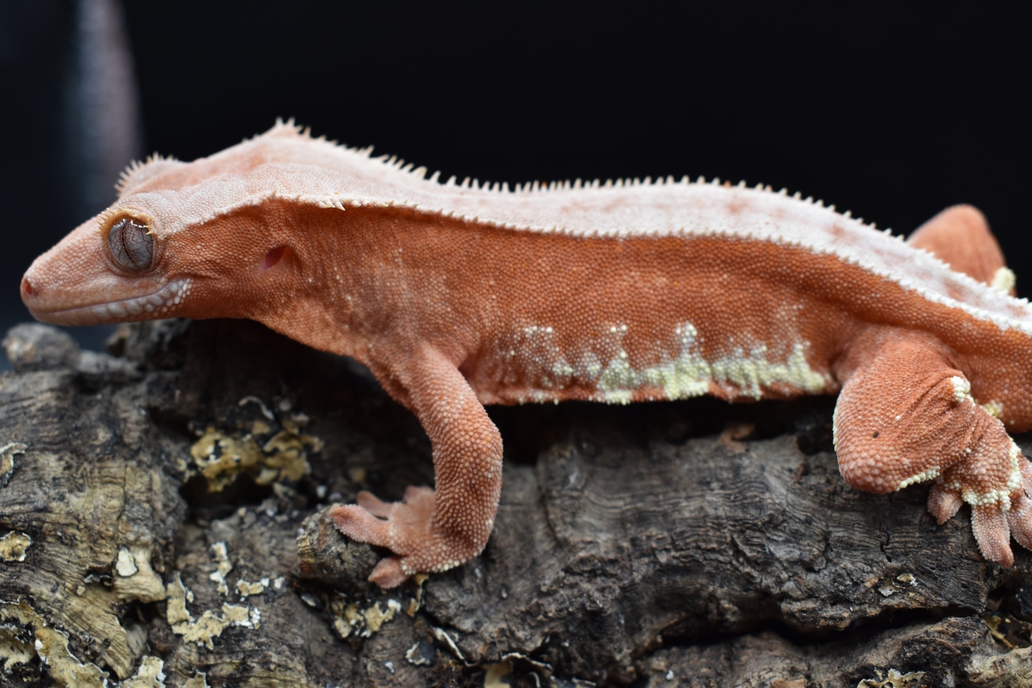 Red Phantom Lilly White Crested Gecko by Chondros & Cresties - MorphMarket