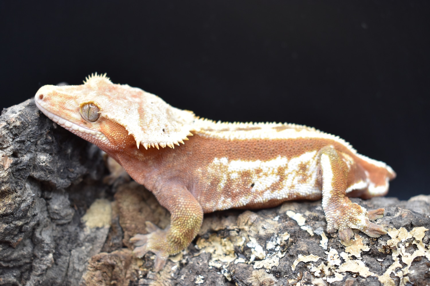 Red Super Stripe (Proven) Crested Gecko by Chondros & Cresties ...