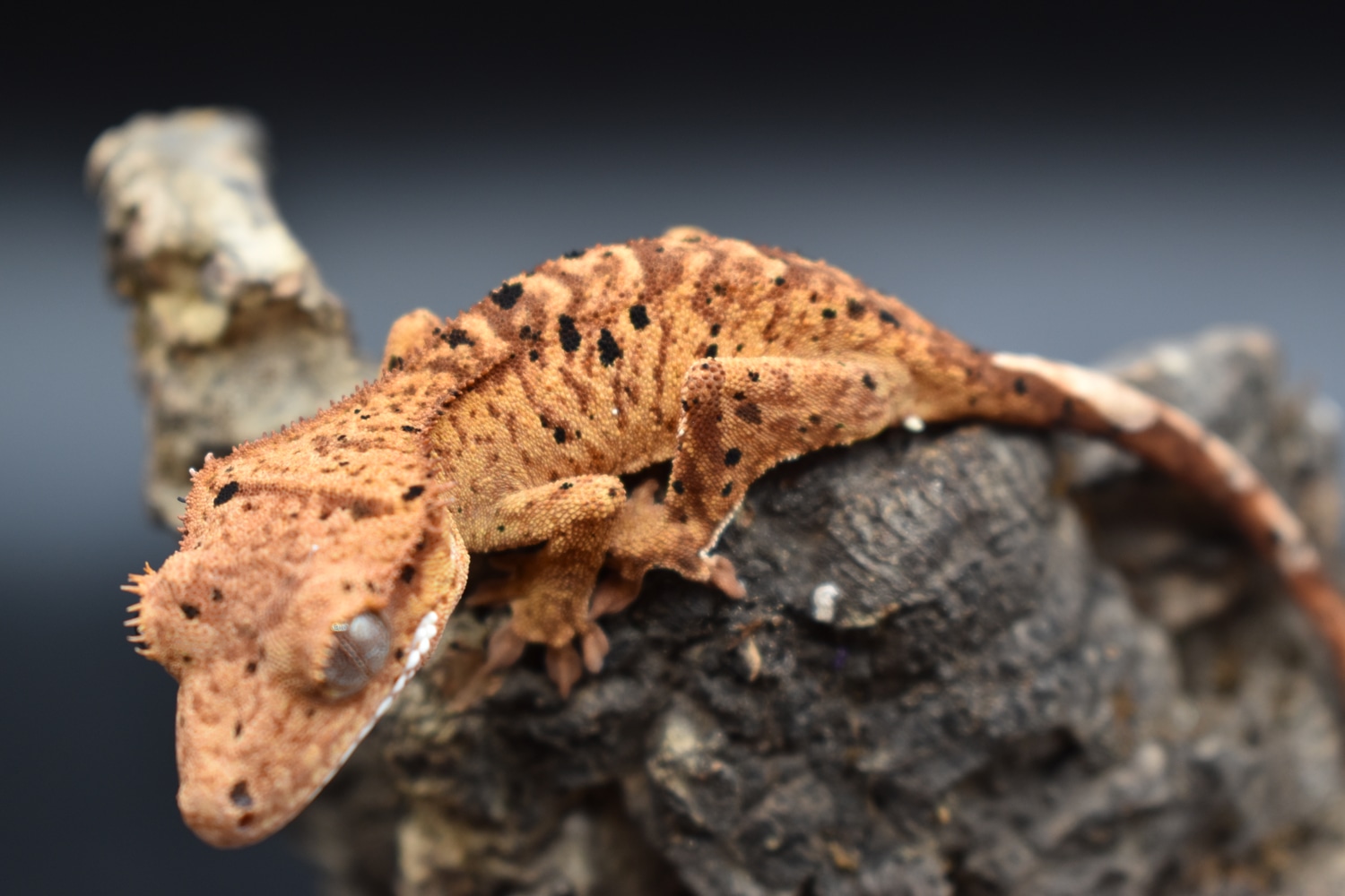 Dalmatian Tiger Crested Gecko by Chondros & Cresties - MorphMarket