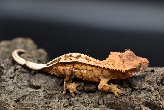 Reverse Pinstripe Crested Gecko by Chondros & Cresties