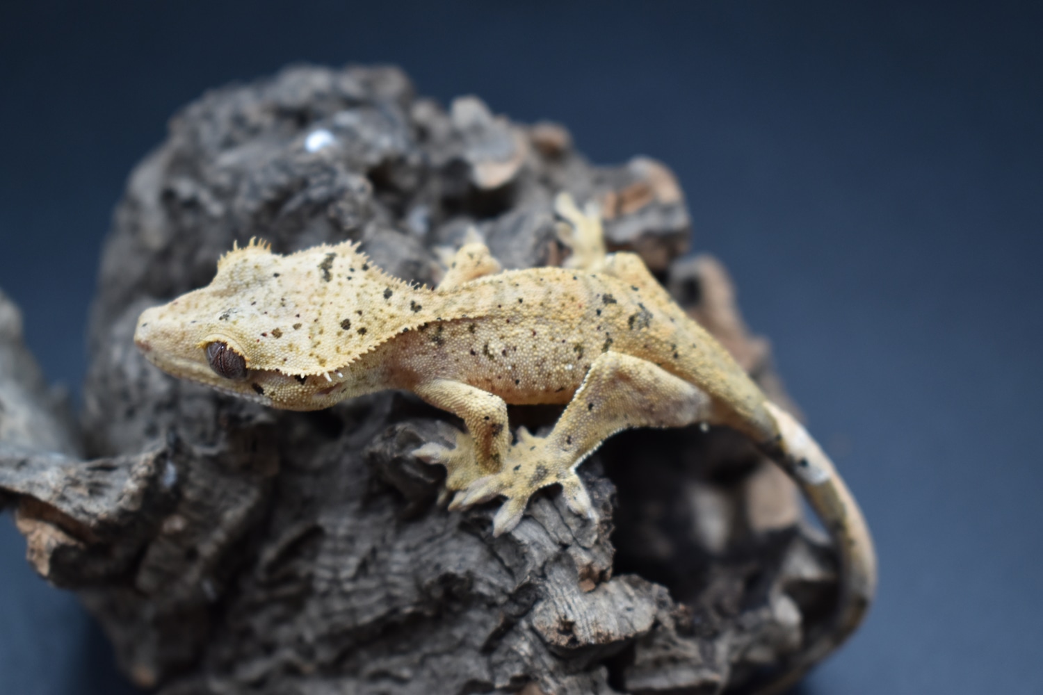 Super Dal X Confetti Line Crested Gecko by Chondros & Cresties ...