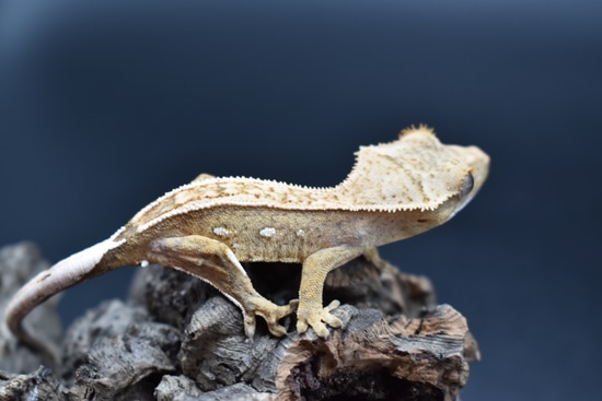 C2 Quadstripe X Red Super Stripe Crested Gecko by Chondros & Cresties