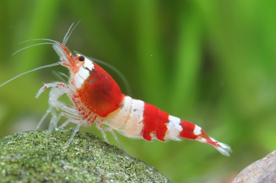 5 Crystal Red Shrimp Caridina by Aquarium Shrimp Store