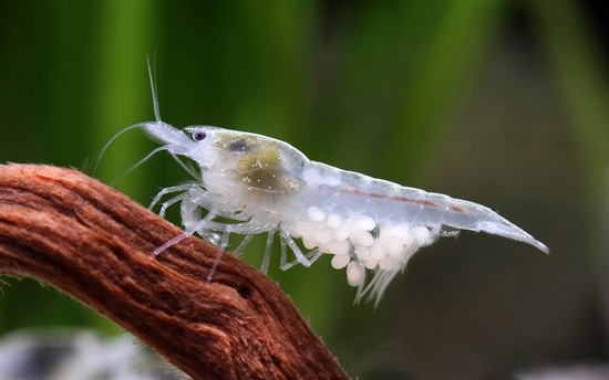 10 Snowball Shrimp Neocaridina by Aquarium Shrimp Store