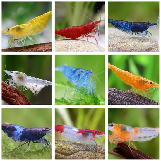 10 Skittle Pack Of Neocaridina Shrimp by Aquarium Shrimp Store