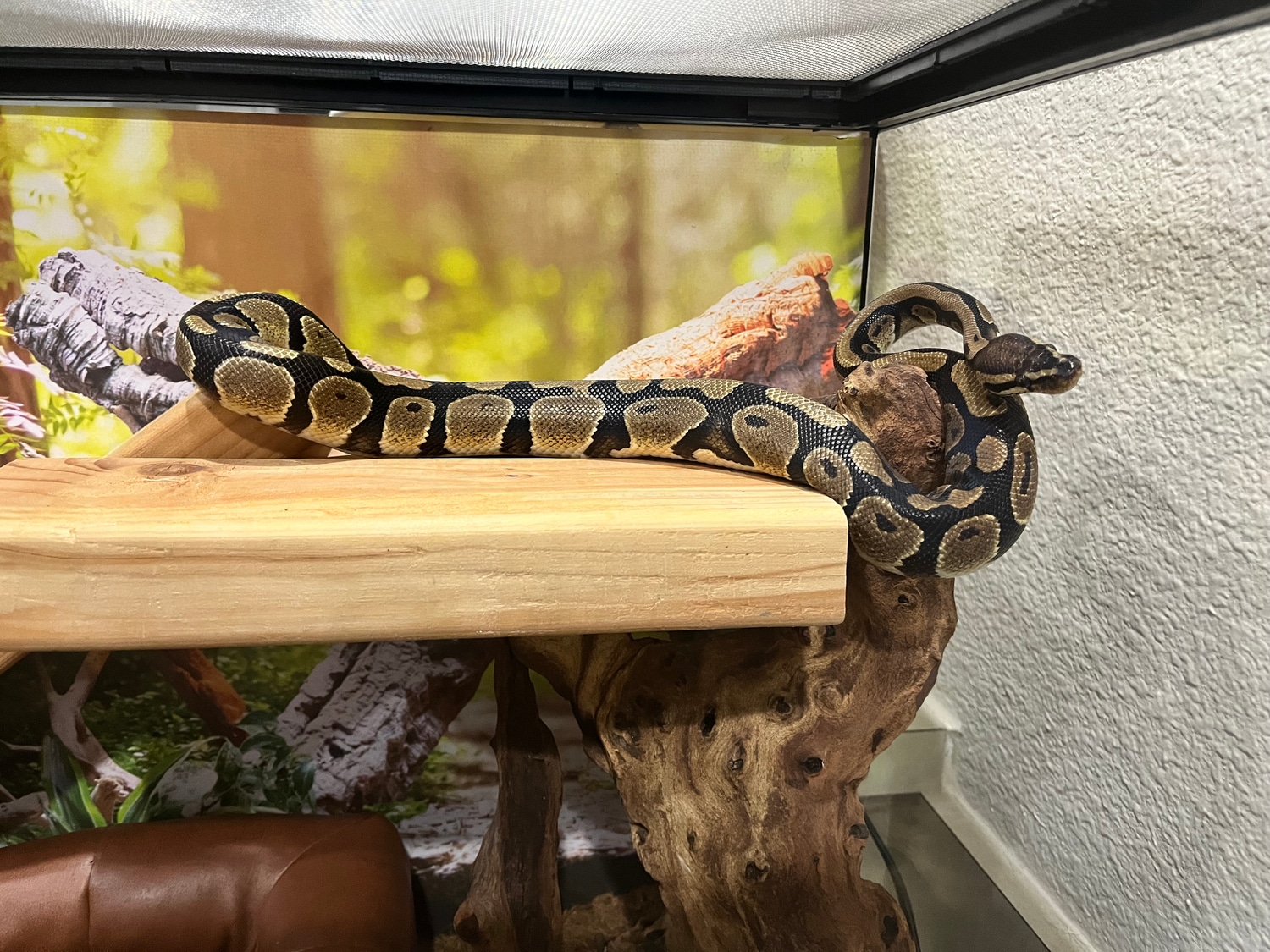 !Normal ! Ball Python by Sexy Serpent - MorphMarket