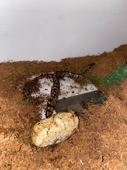 ! Baby Blade Ball Python ! by Sexy Serpents