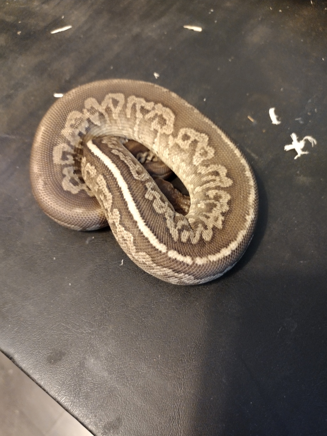 Gargoyle Ball Python by Megzpie_Stars - MorphMarket