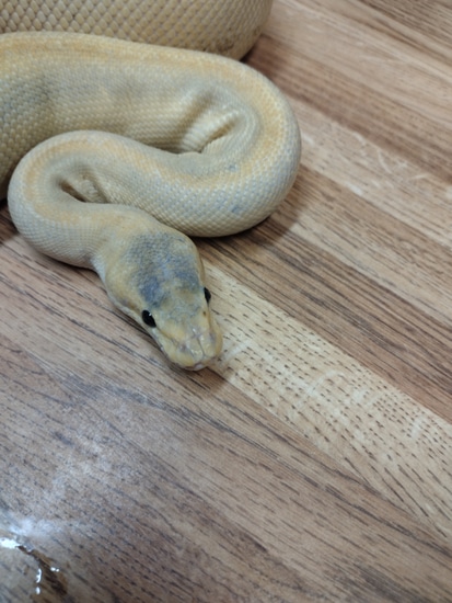 Mimosa Ball Python by Megzpie_Stars