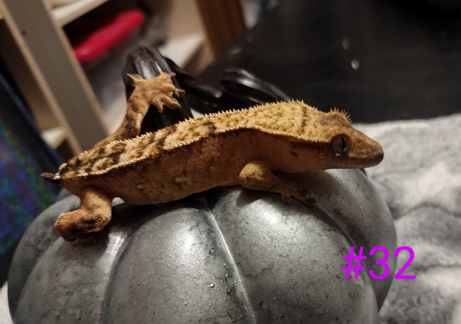 Stunning Yellow Crested Gecko by Megzpie_Stars - MorphMarket