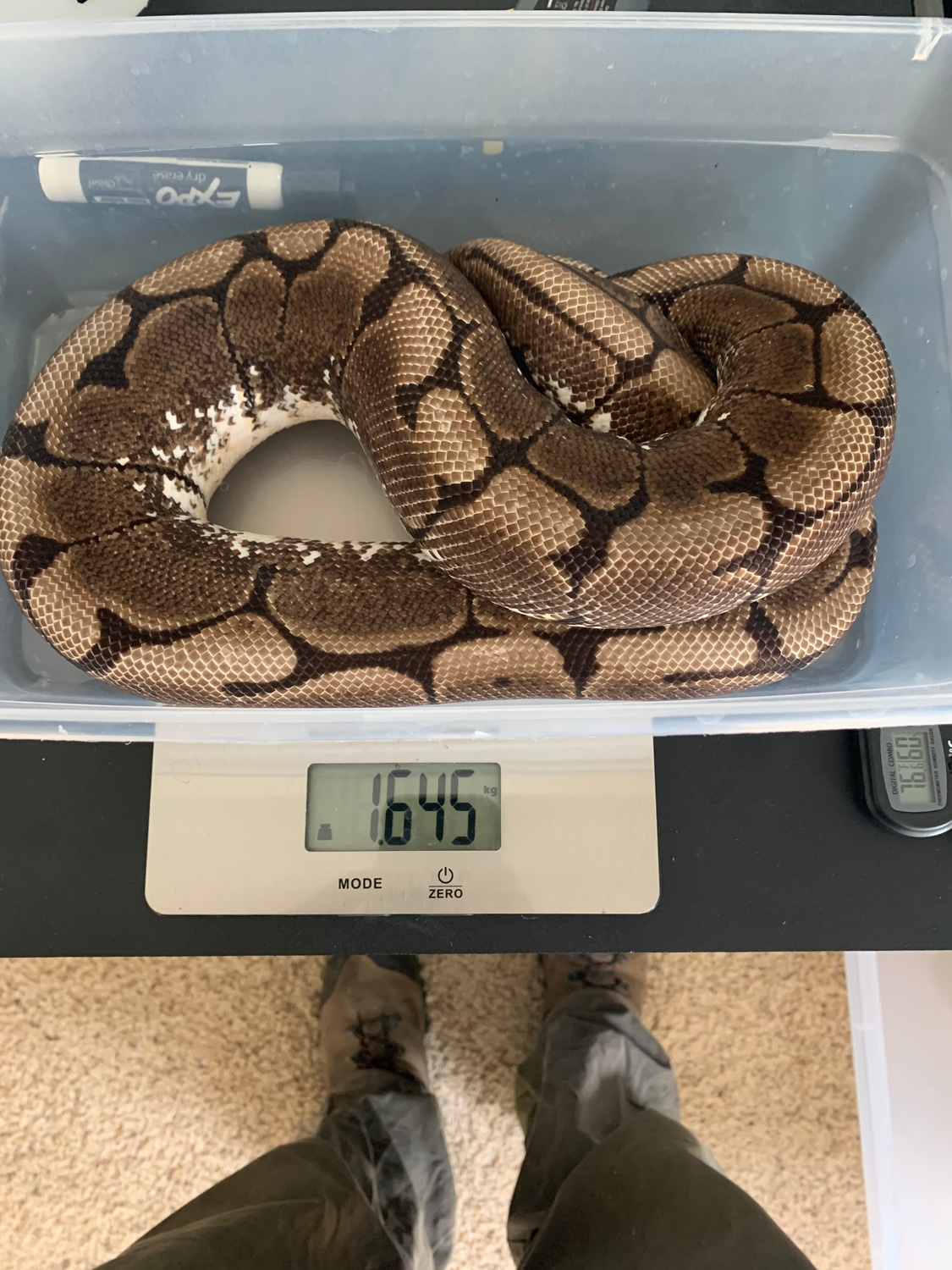 Spider Ball Python by Evo pythons - MorphMarket
