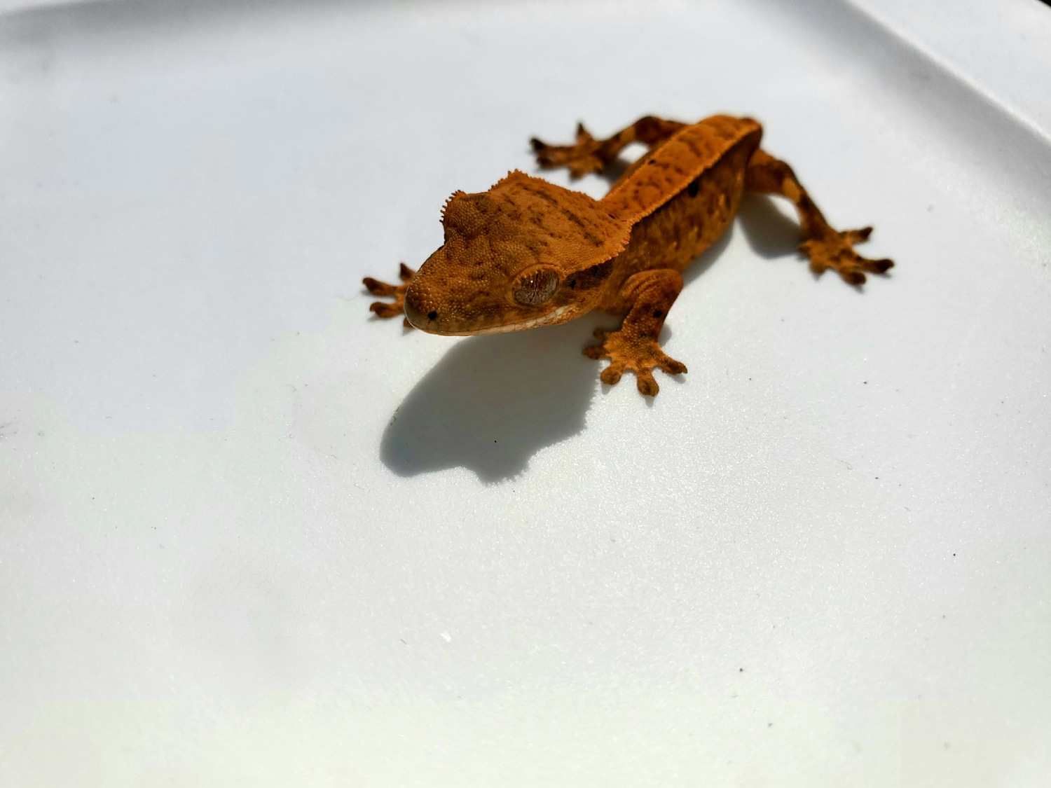 Brindle Dalmation Crested Gecko by Sticky Feet Geckos - MorphMarket