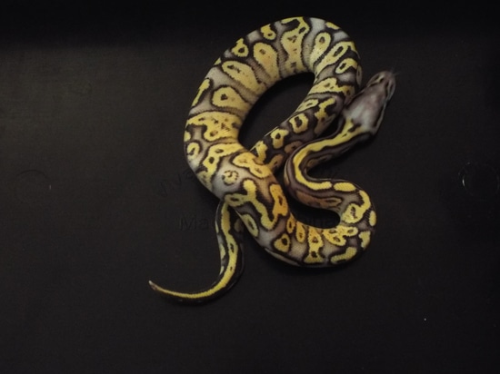 Super Pastel Specter Spark Ball Python by Mel's ball pythons