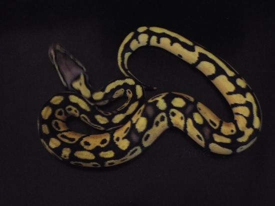 Pastel Spector Ball Python by Mel's ball pythons
