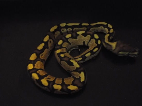 Pastel Spector Ball Python by Mel's ball pythons