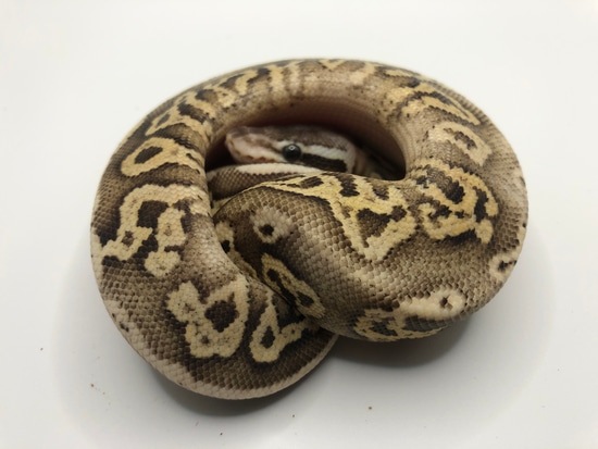 Fire Pewter Trick Ball Python by Rochester's Royals