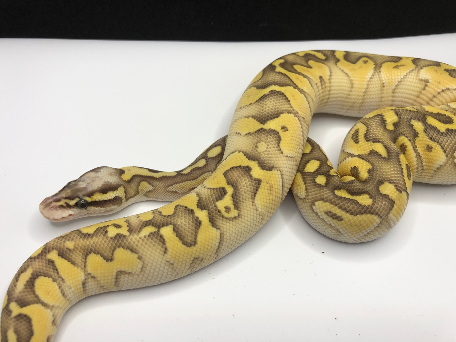 Super Pastel Lesser 100% Het Clown Ball Python by Rochester's Royals ...